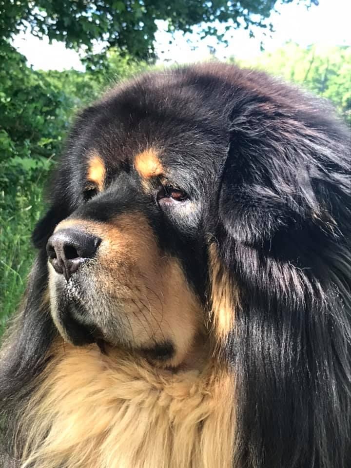 Tibetan Mastiff - The Breed Archive