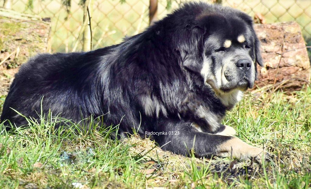 Tibetan Mastiff - The Breed Archive