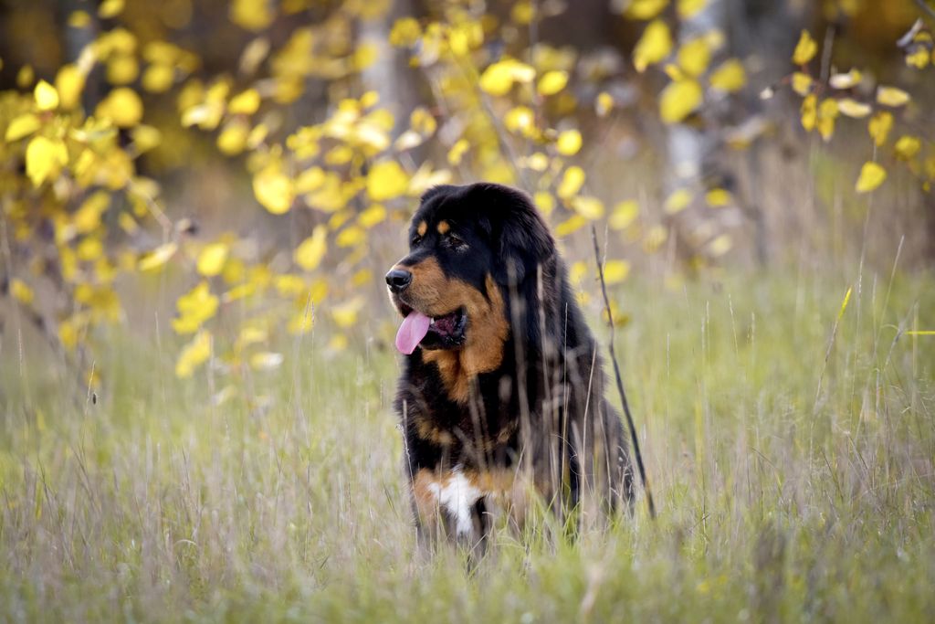 Tibetan Mastiff - The Breed Archive