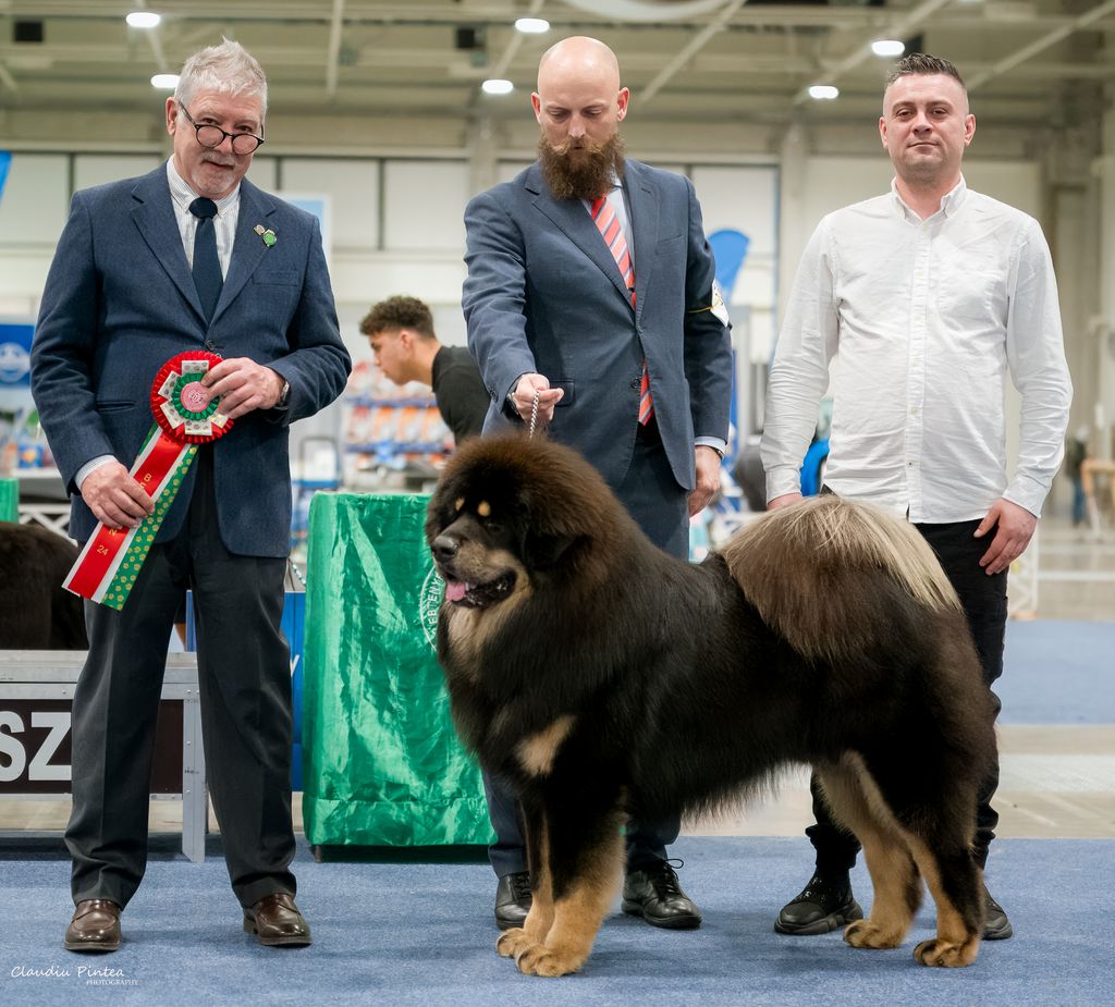 Tibetan Mastiff - The Breed Archive