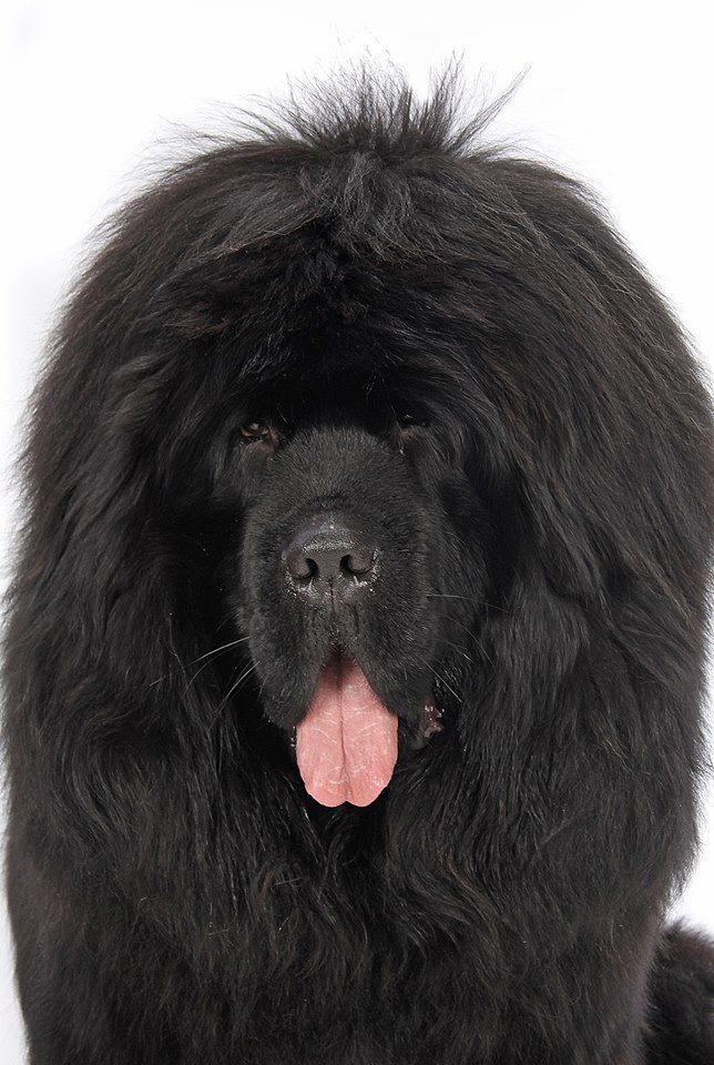 Tibetan Mastiff - The Breed Archive