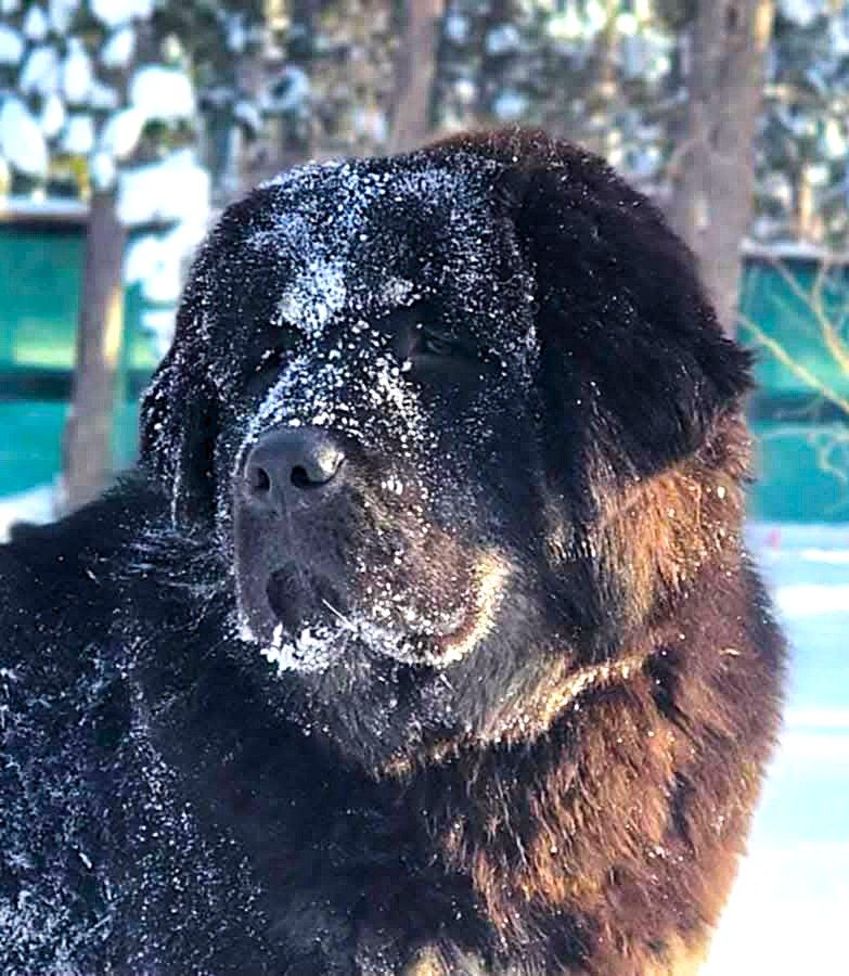 Tibetan Mastiff - The Breed Archive