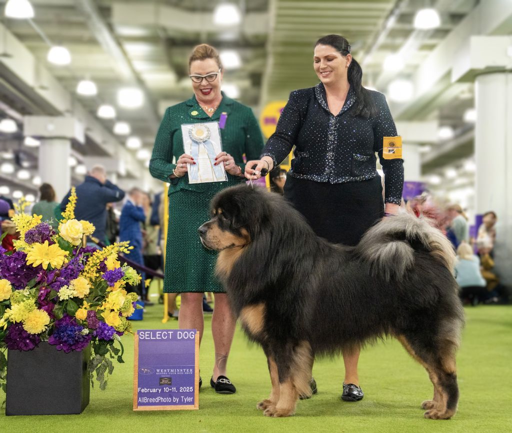 Tibetan Mastiff - The Breed Archive