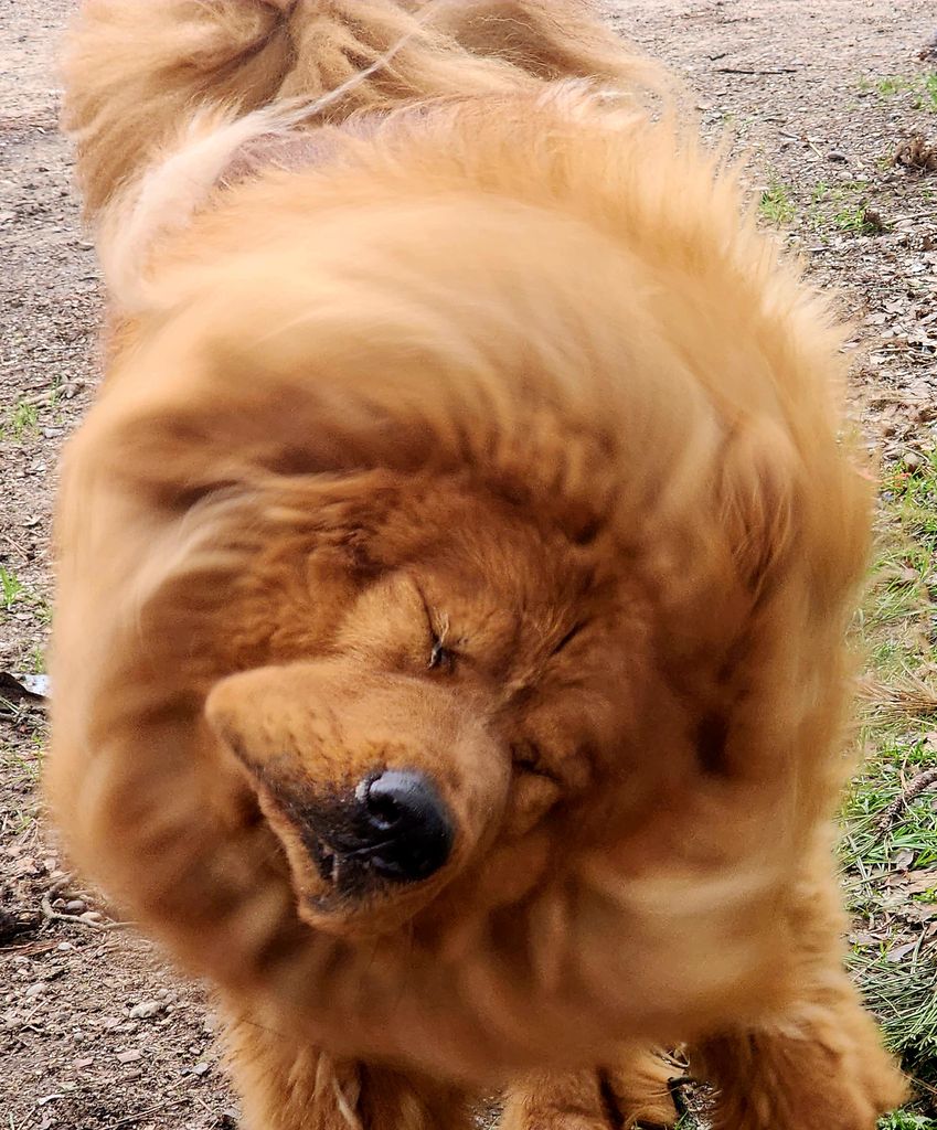 Tibetan Mastiff - The Breed Archive