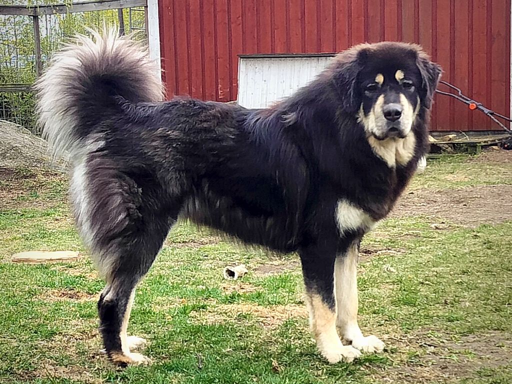Tibetan Mastiff - The Breed Archive