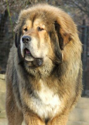 Tibetan Mastiff - The Breed Archive